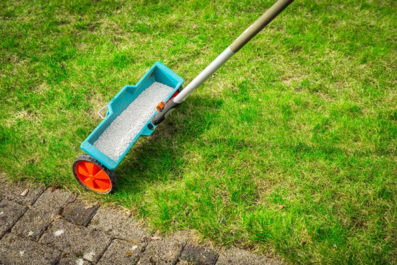 Fast-Growing Grass Seed For Any Climate