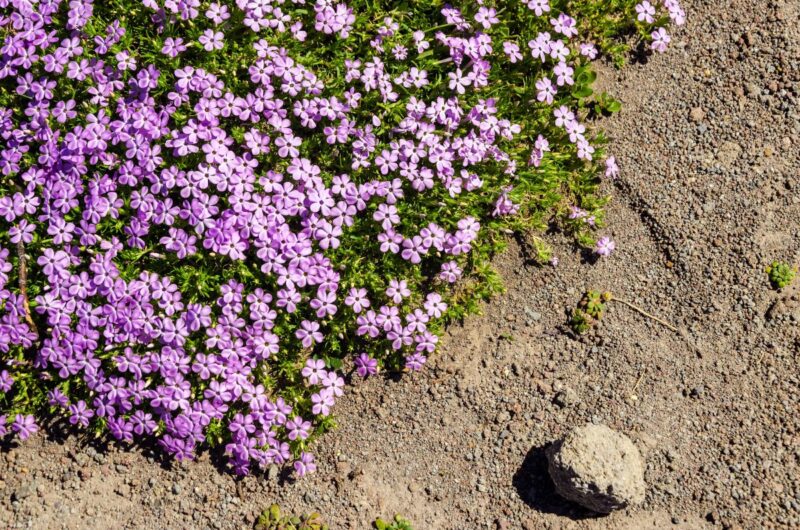 This Fast-Growing Ground Cover Keeps Showing Up in Every Gardeners ...
