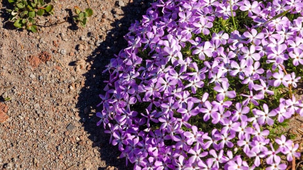 This Fast-Growing Ground Cover Keeps Showing Up in Every Gardeners ...